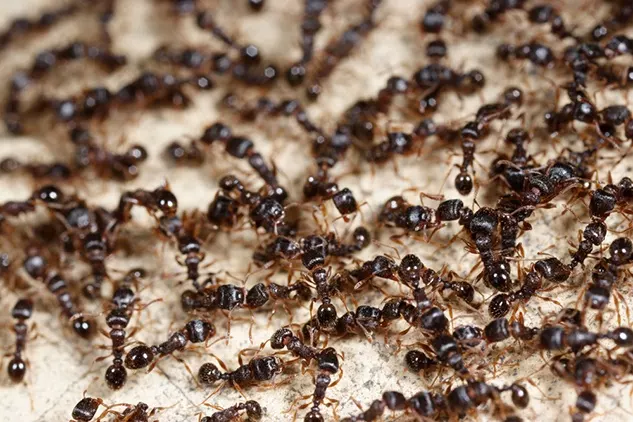 How to Prepare for Ant Season | Suburban Pest Control
