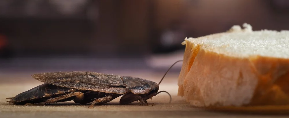 Why Do I Have Cockroaches? | How To Deal With Cockroach Infestations