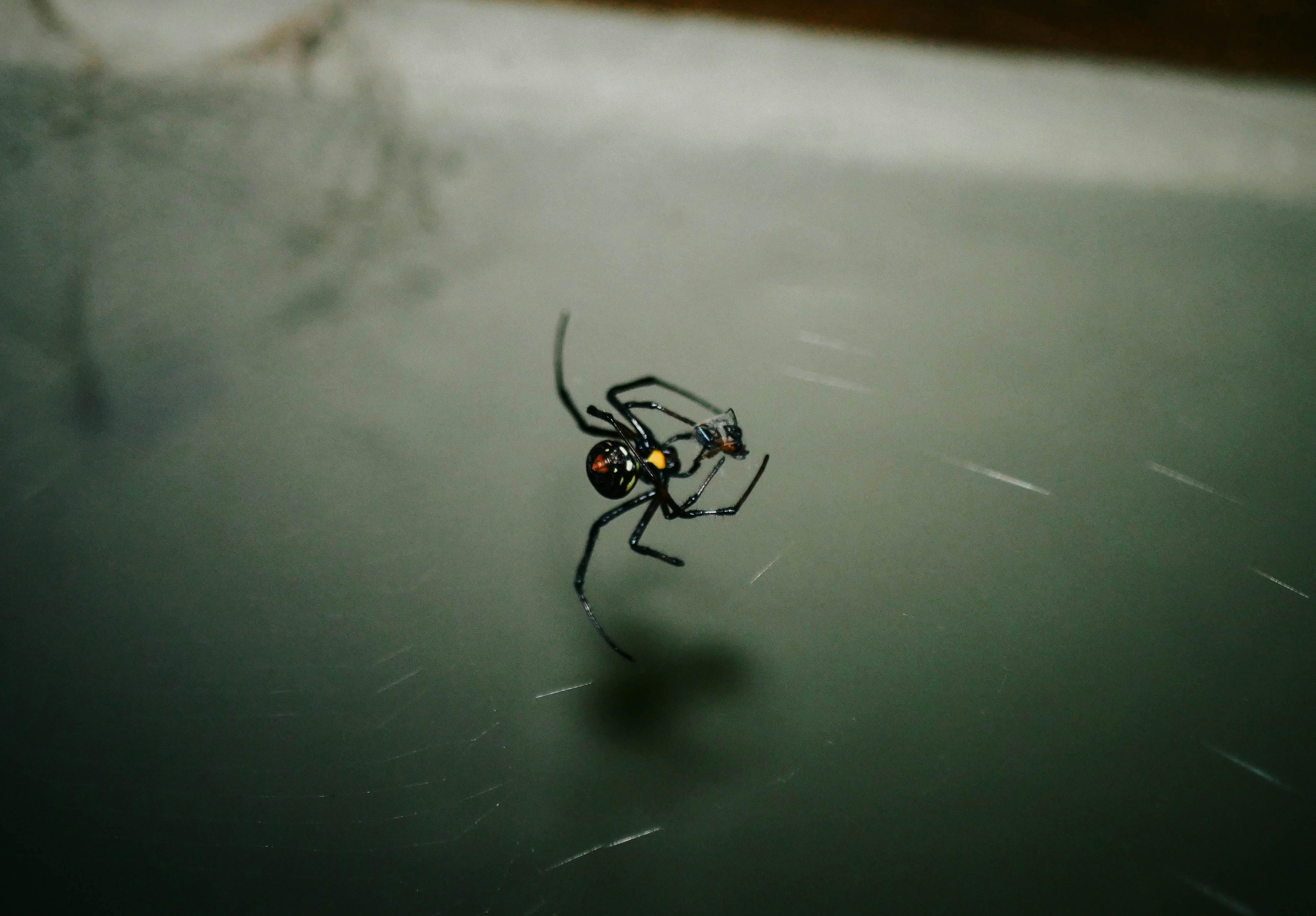 Common House Spiders in New York: Dangerous vs Harmless | Suburban Pest ...