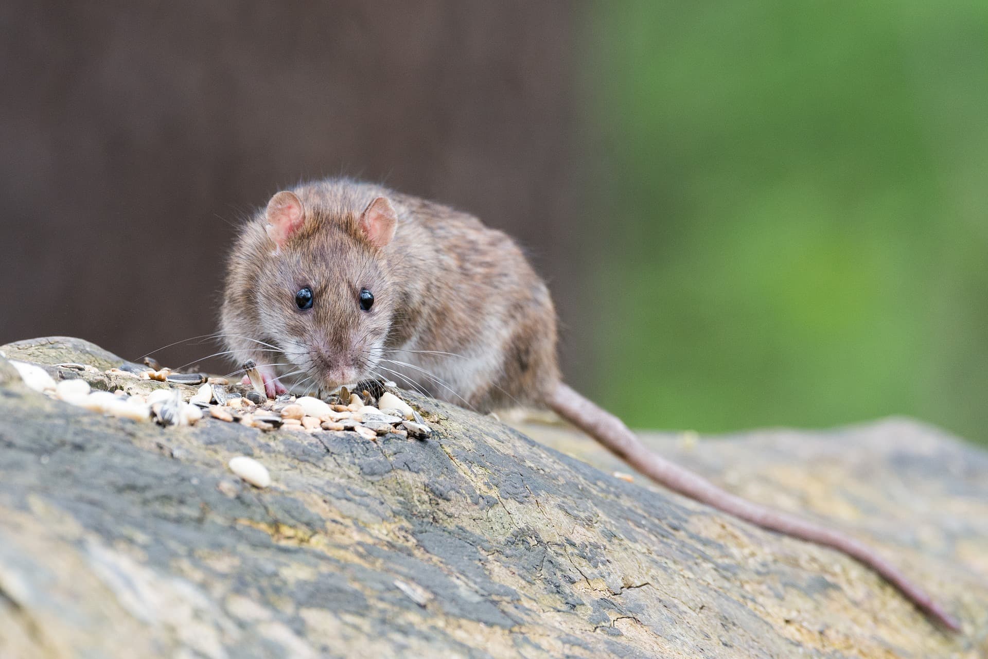 Rodent-Proofing Your Home | Suburban Pest Control