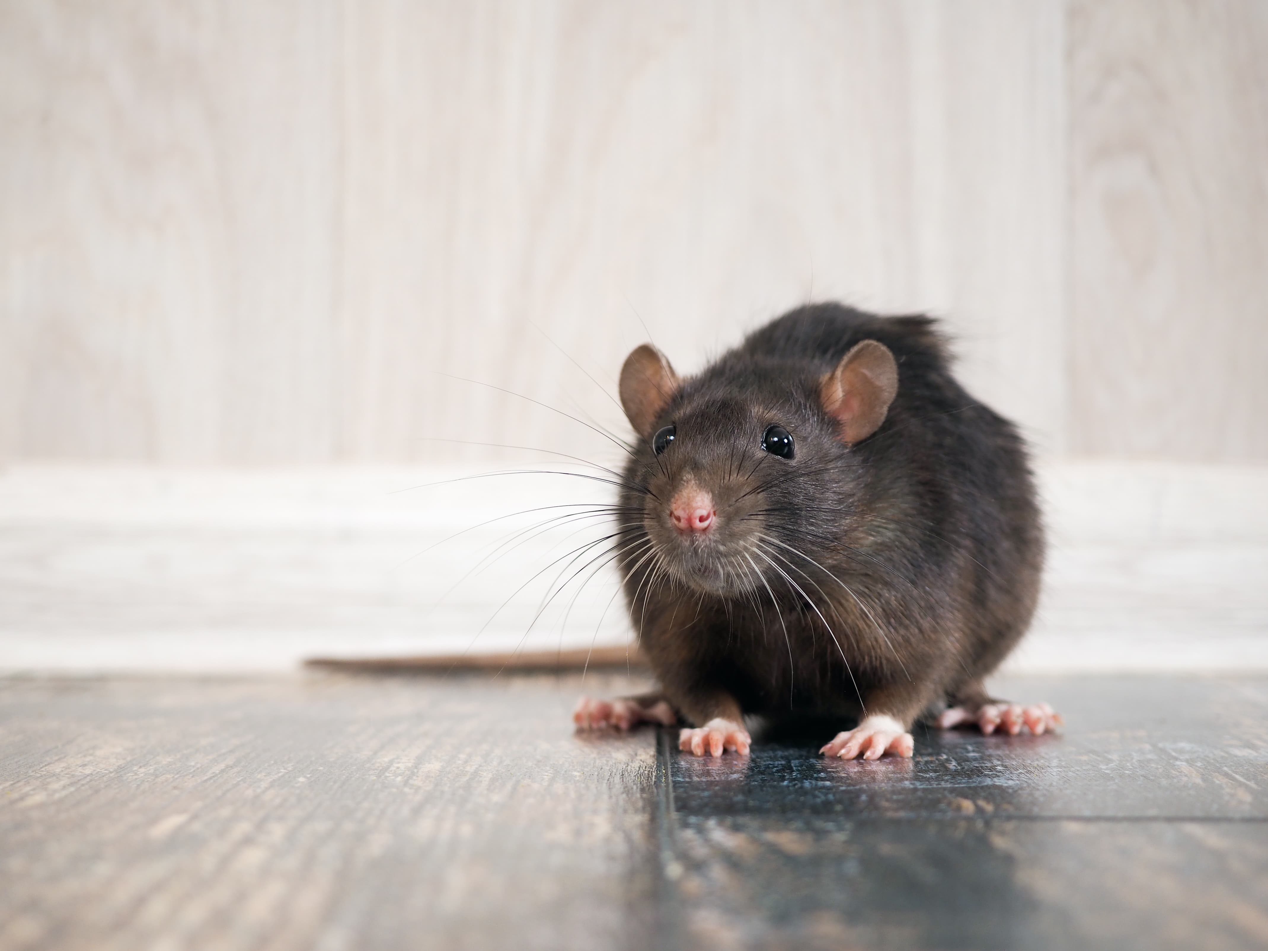 Rodent Control in Historic Westchester Homes | Suburban Pest Control ...