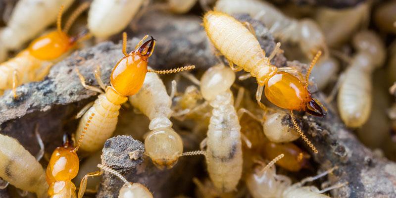 How To Identify, Prevent, And Get Rid of Subterranean Termites ...