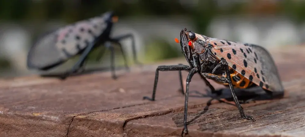 Spotted Lanternflies in New York: Should Homeowners Be Concerned ...