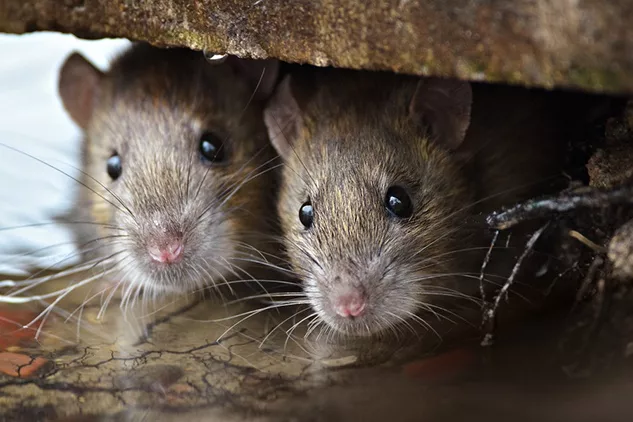 4 Popular Rodent Hot Spots In Your Home | Suburban
